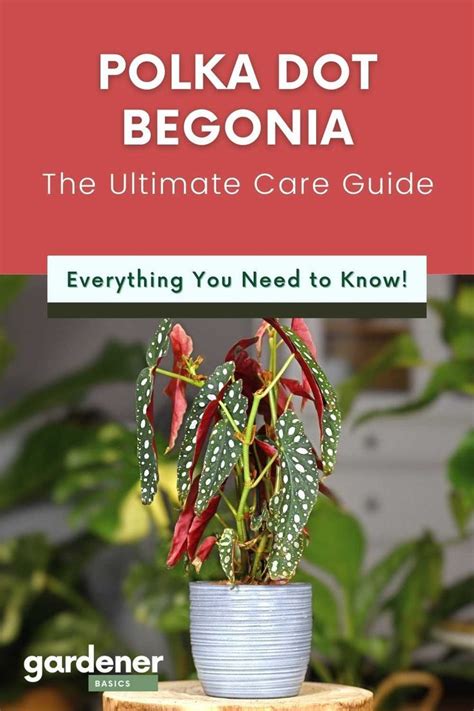 Begonia Maculata Care The Ultimate Guide