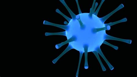 Bacillus Thuringiensis What Is Bt Bacillus Thuringiensis