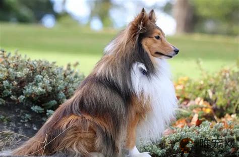 广州可以养喜乐蒂牧羊犬吗 唯宠网