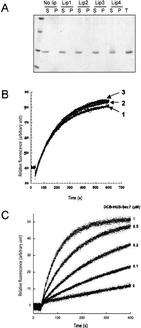 Function Of The DCB DCB And DCB HUS Interactions A Sedimentation Download Scientific Diagram