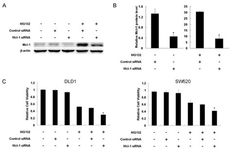 Mcl SiRNA Downregulated Mcl Protein Expression And Markedly