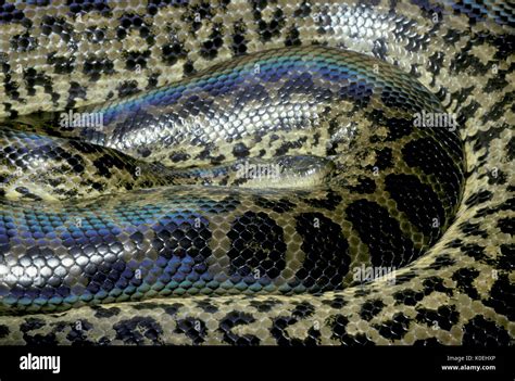 Anaconda Skin Pattern