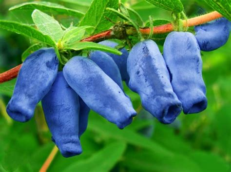 Жимолость Описание травы жимолость Где растет жимолость Химический состав и армакологические