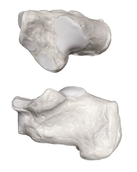 Calcaneus Diagram Quizlet