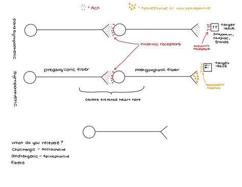 Lecture Exam 5 Diagram Quizlet