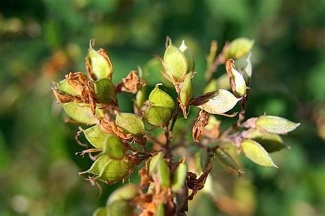 真弓の実檜扇ひおうぎの実丸葉萩の実芙蓉の種 ふれあいサロン館 BLOG s