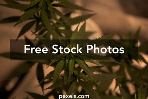 Cbd Medical Abbreviation Photos Download The Best Free Cbd Medical