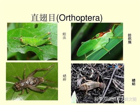 动物界全系列新翅下纲直翅目 知乎