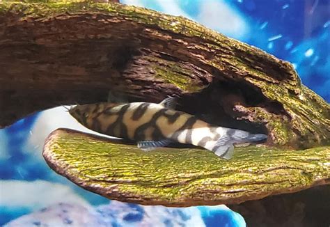 One Of My Yoyo Loachs Favorite Sleeping Position Scares Me Every Time I See It Aquariums