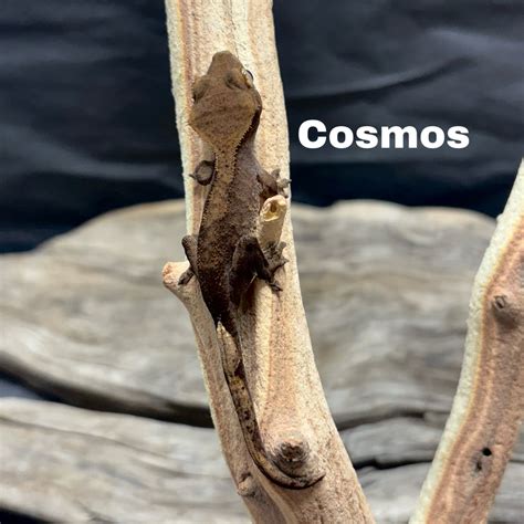 Lily White Crested Geckos Spider Shoppe