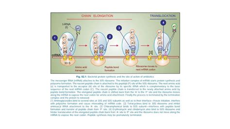 Protein Synthesis Inhibitors Antimicrobial Pptx