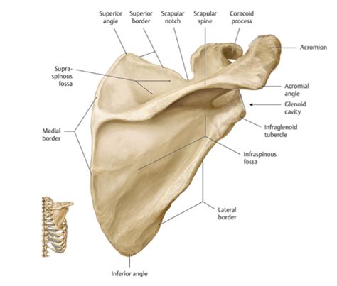 Scapula Infraspinous Fossa