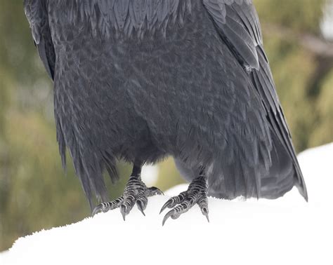 Raven Therapy Part Two The Urban Nature Enthusiast