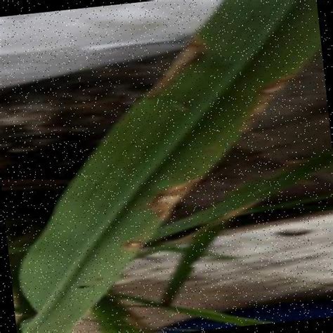 Rice Object Detection Model V4 2024 02 25 8 17pm By Dreamydaisy