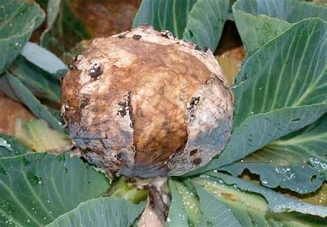 Как выращивать капусту в открытом грунте 7 правил хорошего урожая