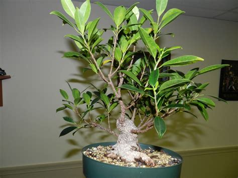 Ficus Microcarpa Progression