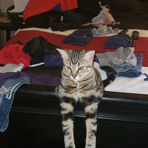 Zoey Loves To Hang Off The Smittys Mid West Boxing Gym