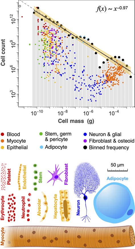 Pnas速递：人体细胞大小和数量的权衡 智源社区