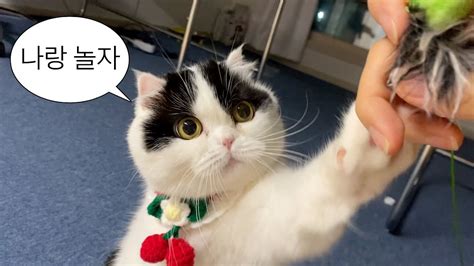 고양이가 매달리는 집사되는 방법 보너스 졸귀탱 장면 포함 Youtube