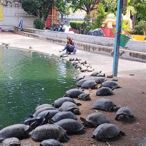 โพสต์ ของ Nimlemon8