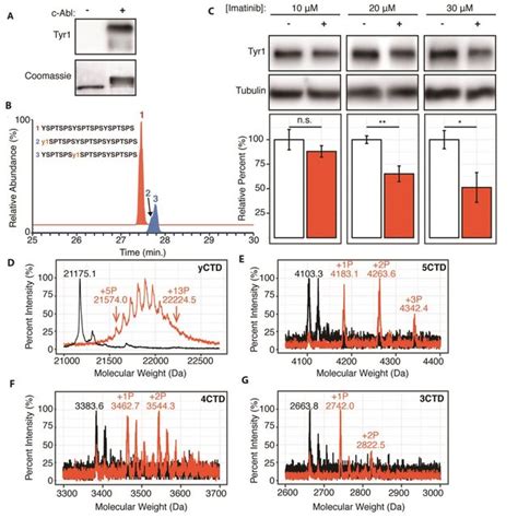 ChIP Seq Analyses On The Distribution Of RNA Polymerase II Upon The Download Scientific Diagram