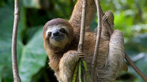 The Sloth The London Magazine