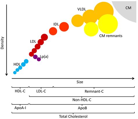 Non HDL Cholesterol And Apolipoprotein B Compared With LDL Cholesterol