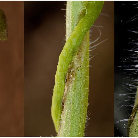 Cuscuta Spp On Susceptible Host Plants A Cuscuta Reflexa On