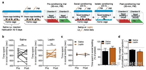 压力太大，少年不愿社交？科学家揭示瘦素或可缓解青春期应激诱发的社交快感缺失 知乎