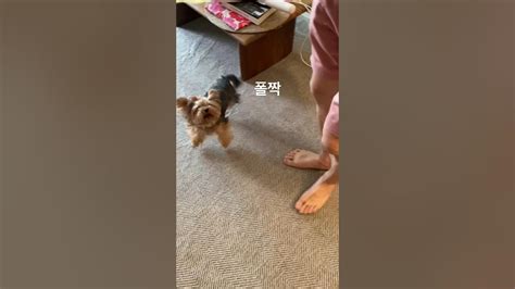 뿌시럭 소리에 난리난 요키 엔젤이 요크셔테리어 요키 Yorkshireterrier Yorkie Shorts Youtube