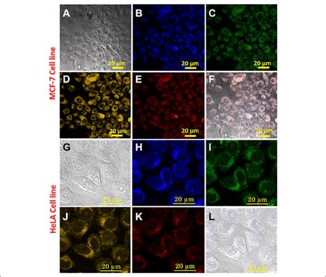 A Td Image B E Confocal Microscopy Image Of Mcf 7 Cell Line Download Scientific Diagram