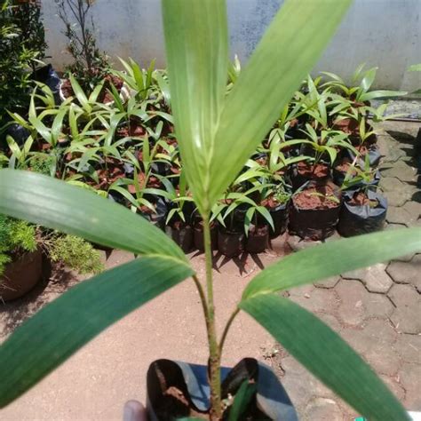 Jual Phn Palem Putri Shopee Indonesia