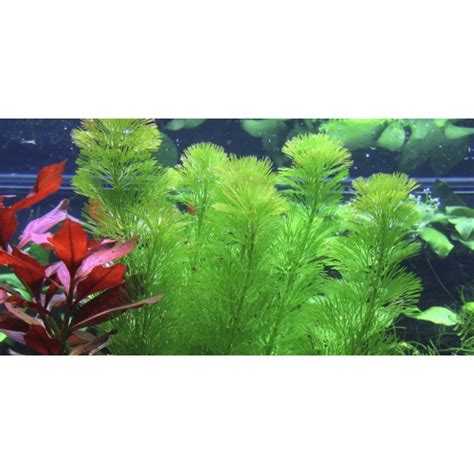 Кабомба акватика (Cabomba aquatica)