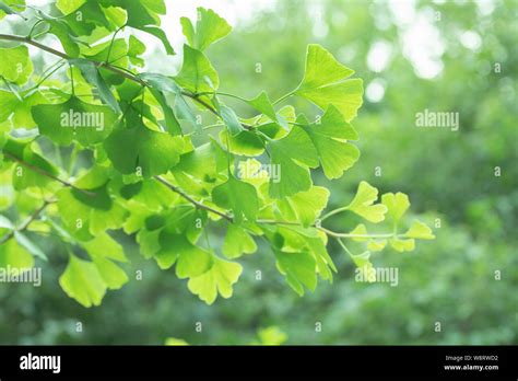 Ginko Tree Hi Res Stock Photography And Images Alamy