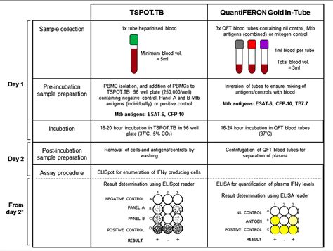 What Is A Quantiferon Lab Test At Esther Hunt Blog