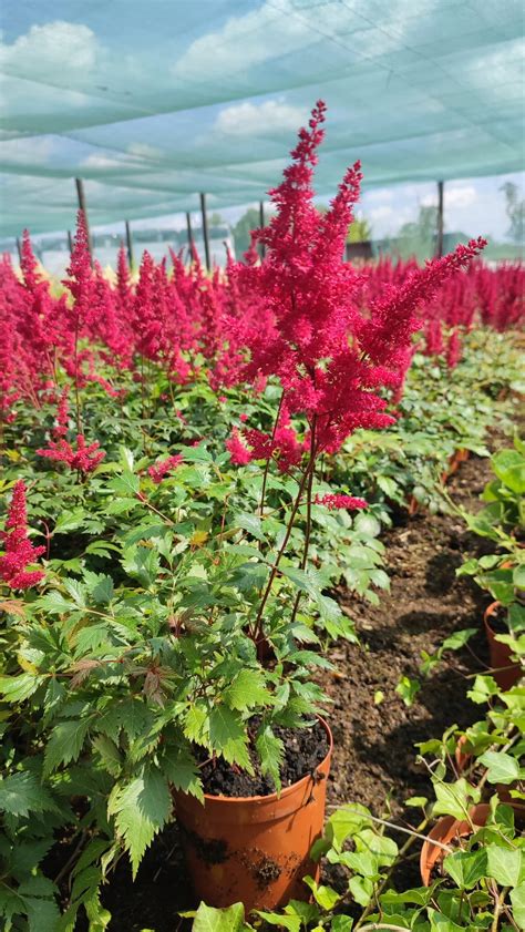 Tawułka Arendsa Fanal Astilbe Arendsii Fanal C2 • Cena Opinie