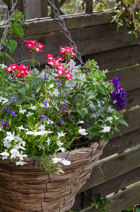 Stunning Trailing Plants For Autumn Hanging Baskets That Add Color And Warmth