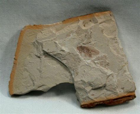 Lower Cretaceous Fossil Bee