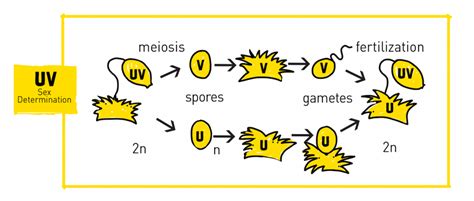 Sex Determination The X Y Zs Of Sex Chromosomes HudsonAlpha Institute For Biotechnology