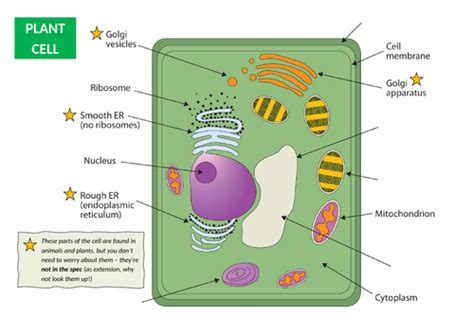 Cell Structure Complete Lesson As Part Of Section 2b Of Edexcel Igcse