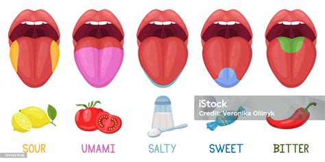 만화 인간의 취향 영역 혀 맛 수용 체 신 달콤한 쓴 짠 맛 인간의 혀 맛 영역 벡터 일러스트 레이션 세트 다이어그램에 대한 스톡 벡터 아트 및 기타 이미지 Istock