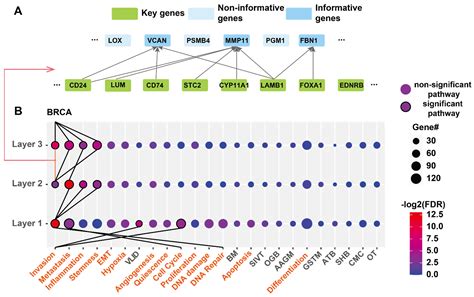 Transformer For Gene Expression Modeling T Gem An Interpretable Deep Learning Model For Gene