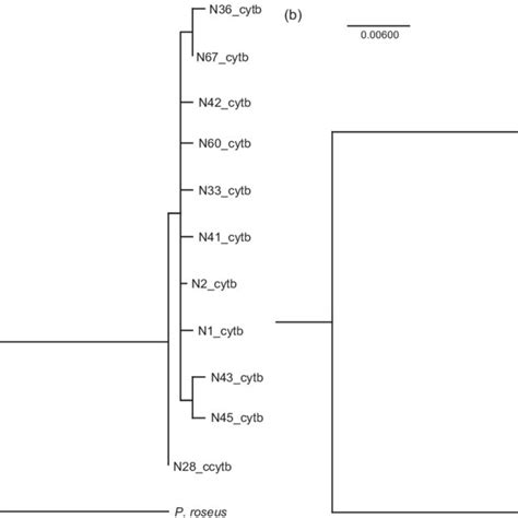 Phylogenetic Tree Reconstructions Based On Bayesian Inference Bi Download Scientific Diagram