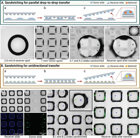 Highly Parallel And High‐throughput Nanoliter‐scale Liquid Cell And