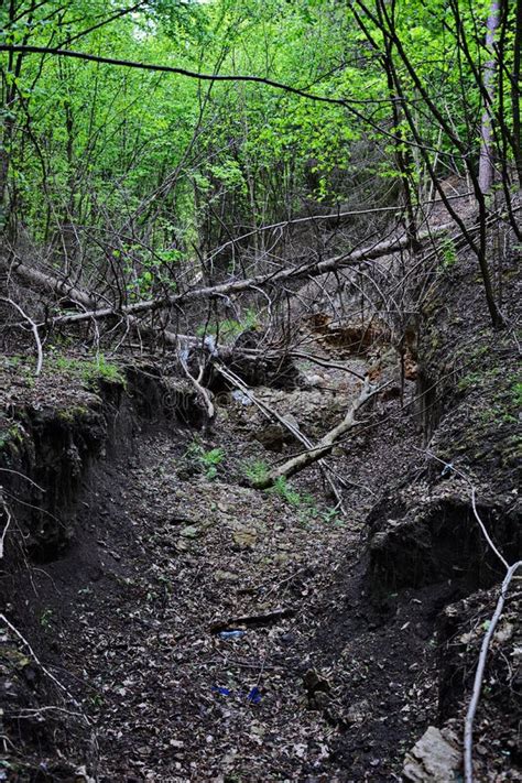 Exposed Tree Roots Soil Erosion Loess Rock Slope Wall In Natural Landscape Stock Photo Image