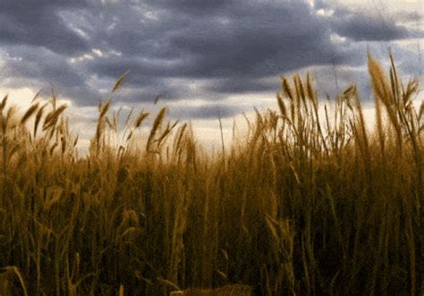 ComfyUI EasyAnimate README Zh CN Md At Main Chaojie ComfyUI EasyAnimate GitHub