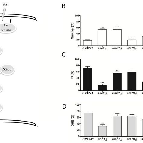 The Role Of The Invasive Growth Pseudohyphal Development Signaling Download Scientific Diagram