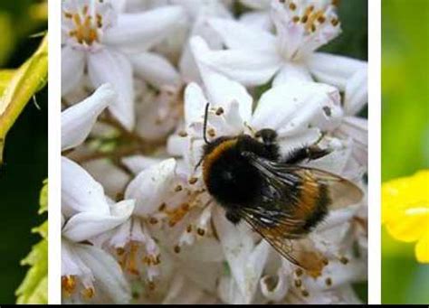 Pourquoi Sauver Les Nids De Bourdons
