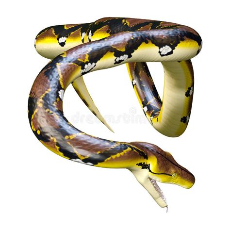 Reticulated Python Stock Illustrations 276 Reticulated Python Stock