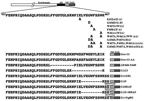 Schematic Representation Of Mutations In The Membrane Proximal Stem